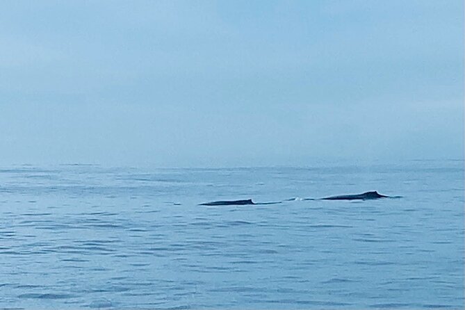 Private Whale Watching and Dolphin Excursion - What the Tour Offers