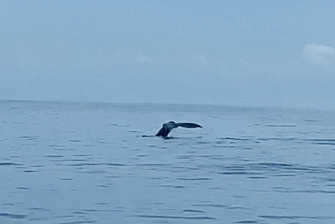 Private Whale Watching and Dolphin Excursion - What to Expect on the Itinerary