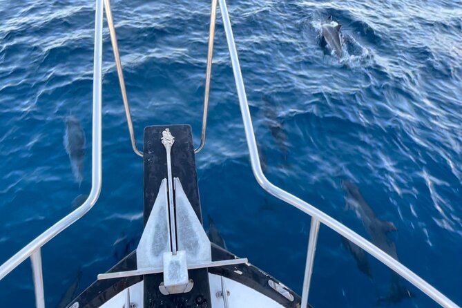 Private Whale Watching and Dolphin Excursion - Value and Pricing