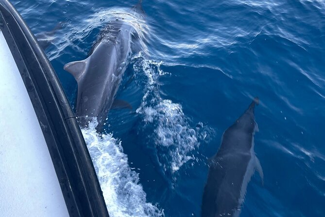 Private Whale Watching and Dolphin Excursion - FAQs