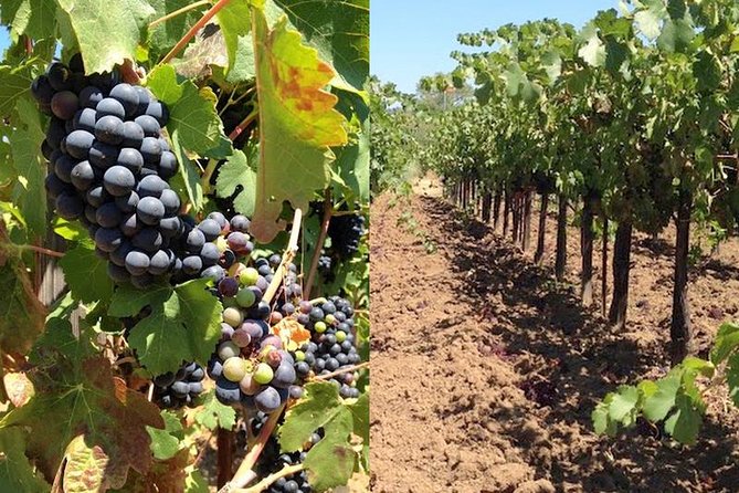 Private Wine Tasting Tour From Santa Ynez, Solvang or Buellton! - Why This Tour Offers Great Value