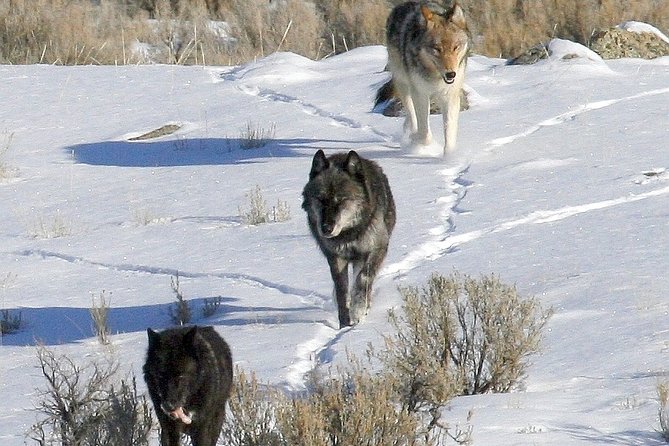 Private Yellowstone National Park Sightseeing Tour with Lunch - Why This Tour Offers Value