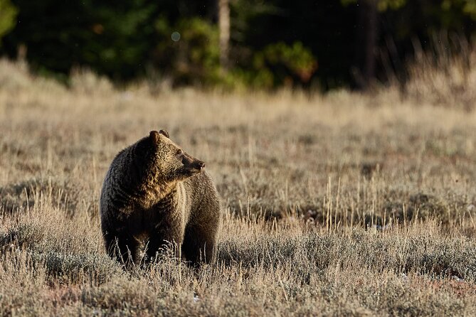Private Yellowstone Wildlife Tours & Photo Safaris - Half Day - Practical Considerations