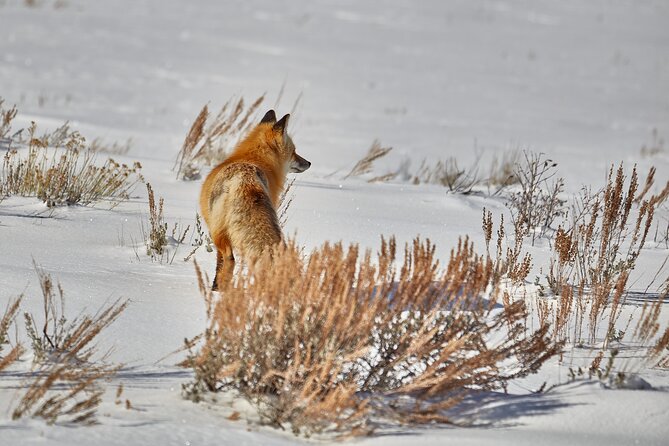 Private Yellowstone Wildlife Tours & Photo Safaris - Half Day - Final Thoughts