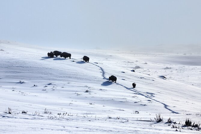 Private Yellowstone Wildlife Tours & Photo Safaris - Half Day - In The Sum Up