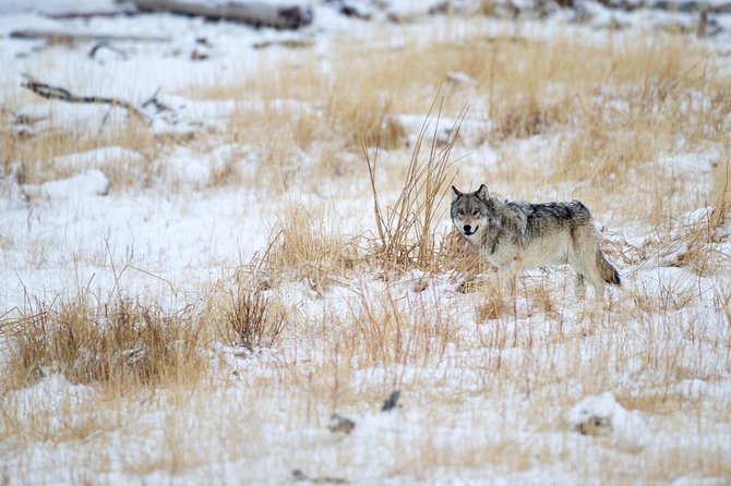 Private Yellowstone Wolf Watching & Wildlife Safari + lunch - Who Is This Tour Best For?
