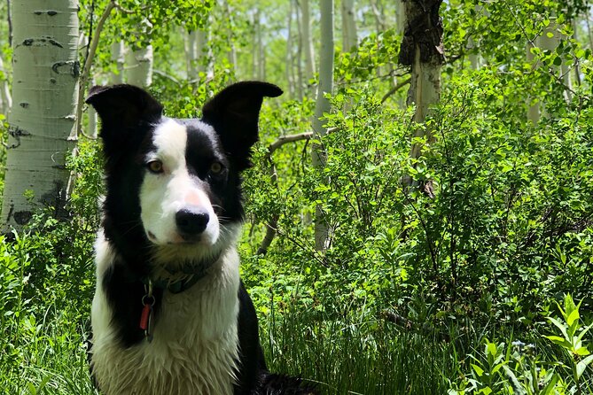 Privately Guided Scenic Mountain Hike - Key Points