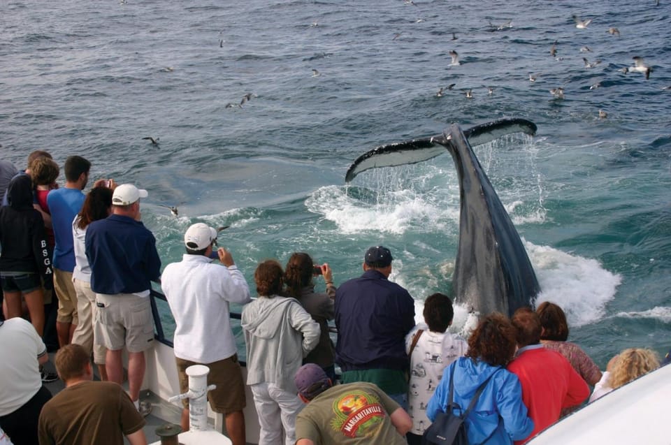 Provincetown: Whale Watching Cruise - What You Can Expect on the Tour