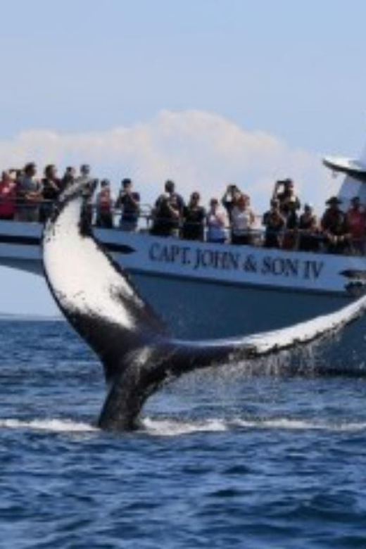Provincetown: Whale Watching Cruise - The Itinerary in Detail