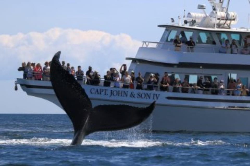 Provincetown: Whale Watching Cruise - The Value of This Experience