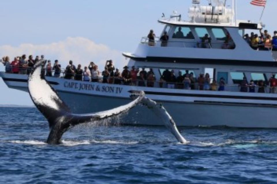 Provincetown: Whale Watching Cruise - The Sum Up