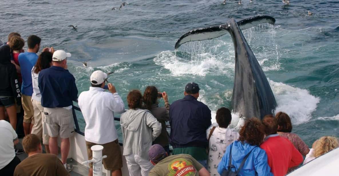 Provincetown: Whale Watching Cruise - FAQs