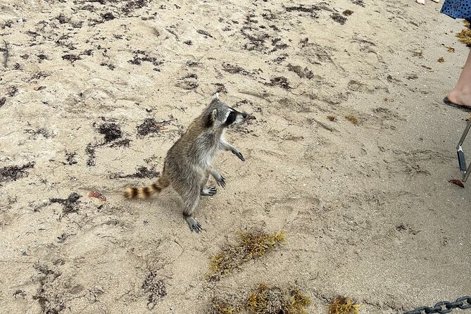 Raccoon Island Boat Tour - Indian Creek, Sanbar and Raccoons - What’s Included & What to Consider