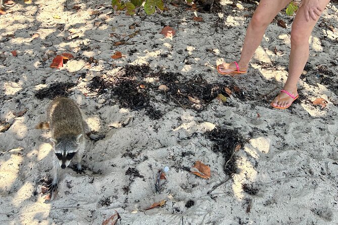 Raccoon Island Boat Tour - Indian Creek, Sanbar and Raccoons - The Guides: Stars of the Show