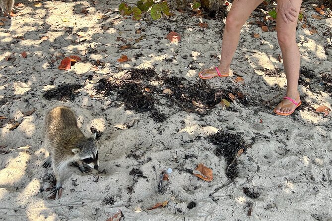 Raccoon Island Boat Tour - Indian Creek, Sanbar and Raccoons - Pricing & Value: Is It Worth It?