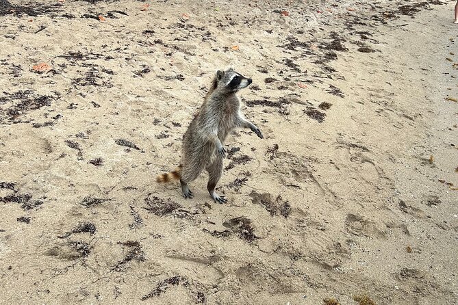 Raccoon Island Boat Tour - Indian Creek, Sanbar and Raccoons - Who Should Book This Tour?
