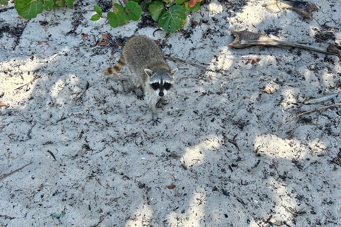 Raccoon Island Boat Tour - Indian Creek, Sanbar and Raccoons - The Sum Up: The Value of a Private Water Escape