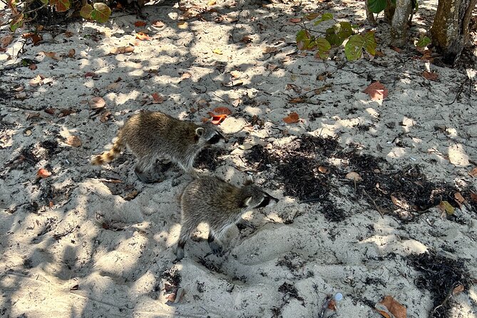 Raccoon Island Boat Tour - Indian Creek, Sanbar and Raccoons - FAQ