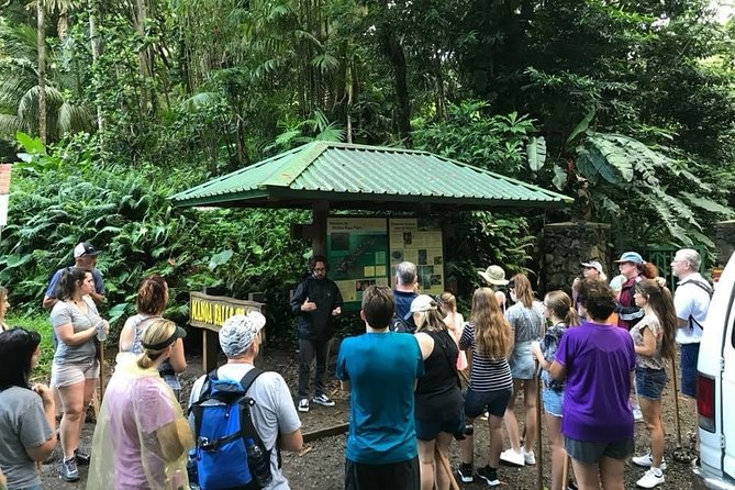 Rainforest Waterfall Trail and Shuttle Service - The Practicalities: What You Need to Know