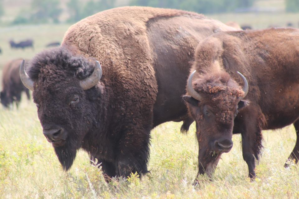 Rapid City: Black Hills and Mt Rushmore Day Tour with Lunch - Who Should Consider This Tour?
