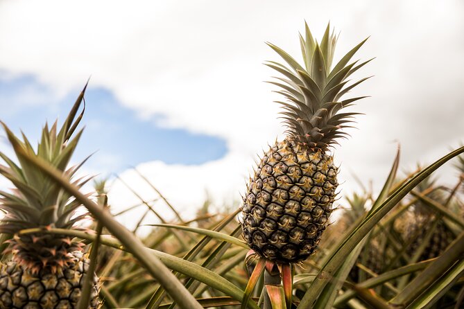 Real Hawaii Circle Island Tour - The Sum Up  