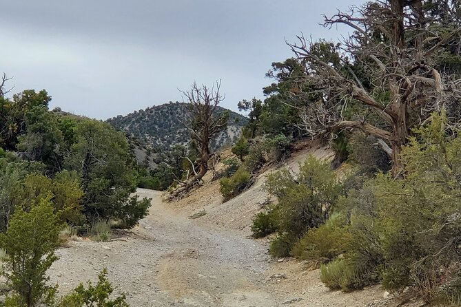 Red Rock Canyon Half Day Jeep Tour Offroad Adventure - Exploring the Details of the Red Rock Canyon Jeep Adventure