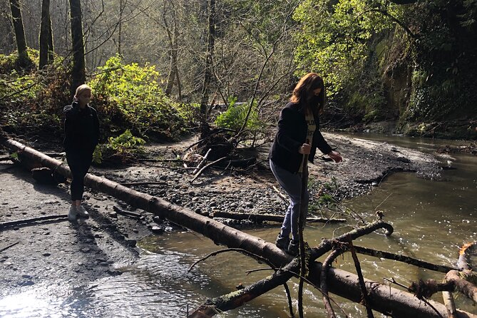 Redwoods Forest Bathing - Key Points