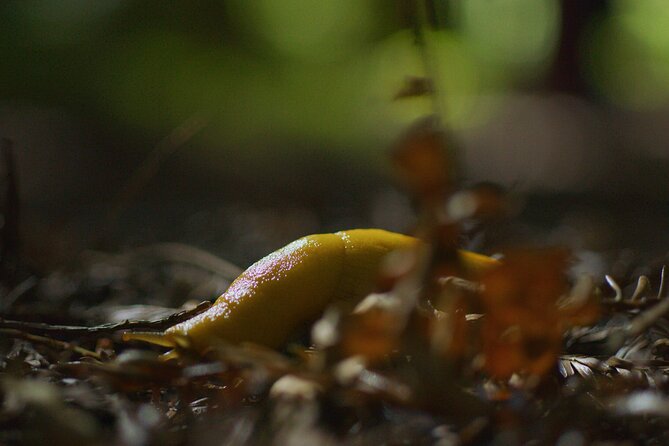 Redwoods Forest Bathing - What to Expect During the Tour