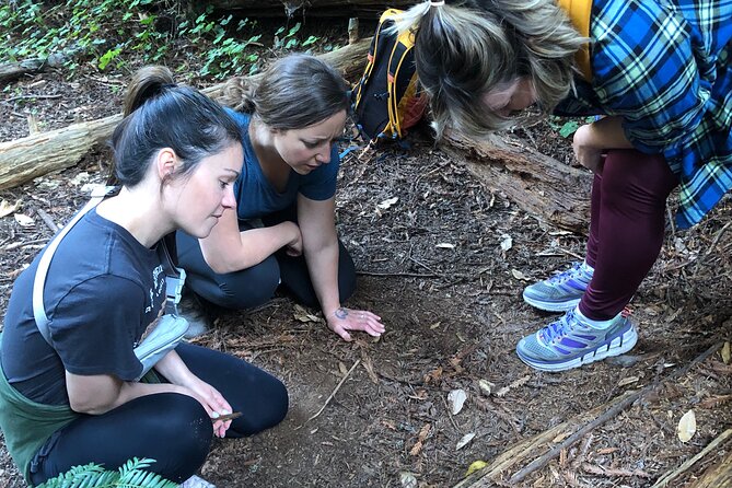 Redwoods Forest Bathing - The Sum Up