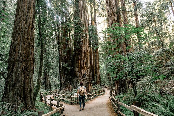 Redwoods Full-day Private Tour and Hike