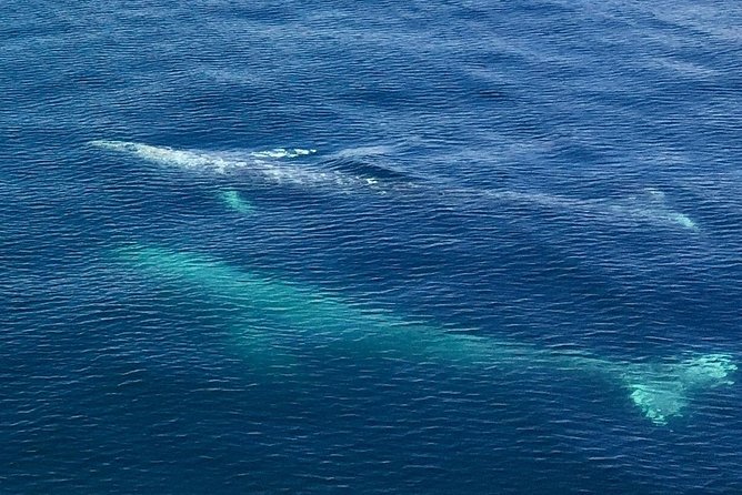 Resurrection Bay Spring Wildlife Cruise