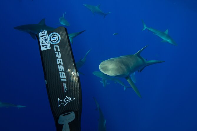 Safe and Educational Shark Dive from Haleiwa: Sharks Guaranteed - The Sum Up
