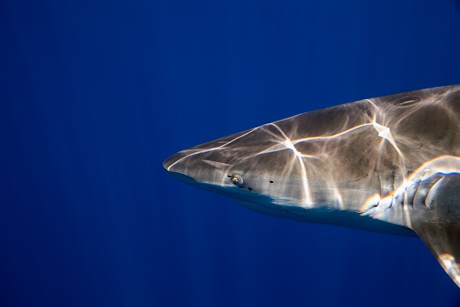 Safe and Educational Shark Dive from Haleiwa: Sharks Guaranteed - FAQ