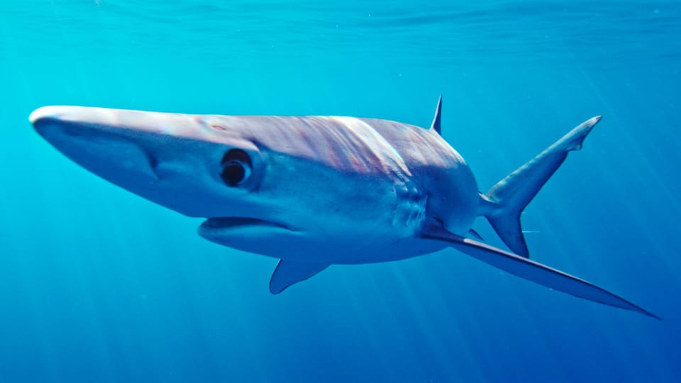 San Diego: Blue Shark Offshore Snorkel Adventure! - An In-Depth Look at the Tour  