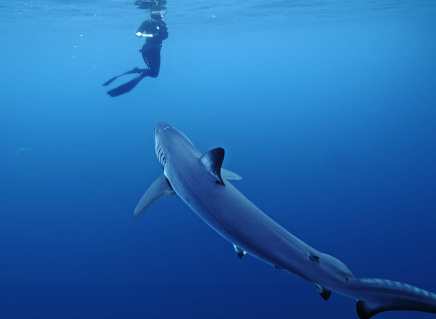 San Diego: Blue Shark Offshore Snorkel Adventure! - What’s Included and What to Consider