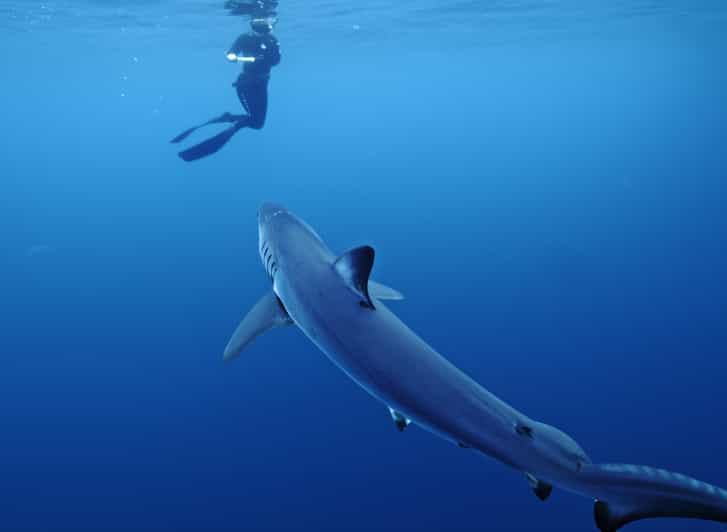 San Diego: Blue Shark Offshore Snorkel Adventure! - Authentic Insights from Past Participants  