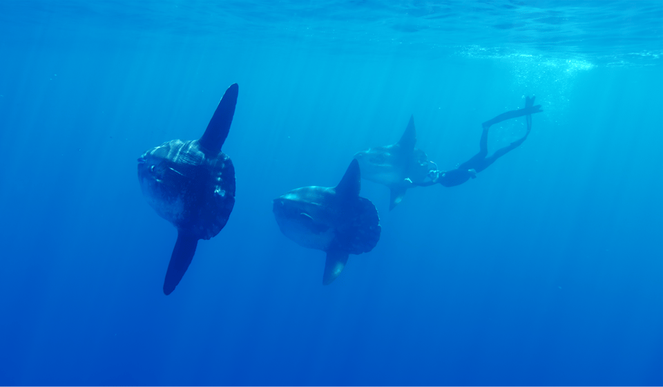 San Diego: Blue Shark Offshore Snorkel Adventure! - Who Would Love This Tour?  