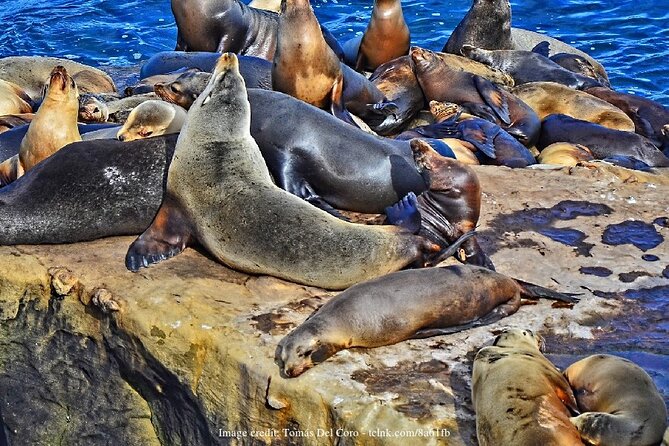 San Diego in a Day: Private Full-Day Highlights Driving Tour - Final Thoughts