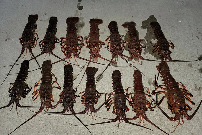 San Diego Lobster Hoop Netting Charter up to 6 People - Key Points