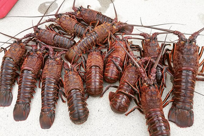 San Diego Lobster Hoop Netting Charter up to 6 People - What Reviewers Say