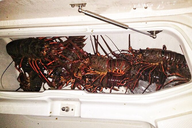 San Diego Lobster Hoop Netting Charter up to 6 People - Final Thoughts: Who Is This Tour Best For?