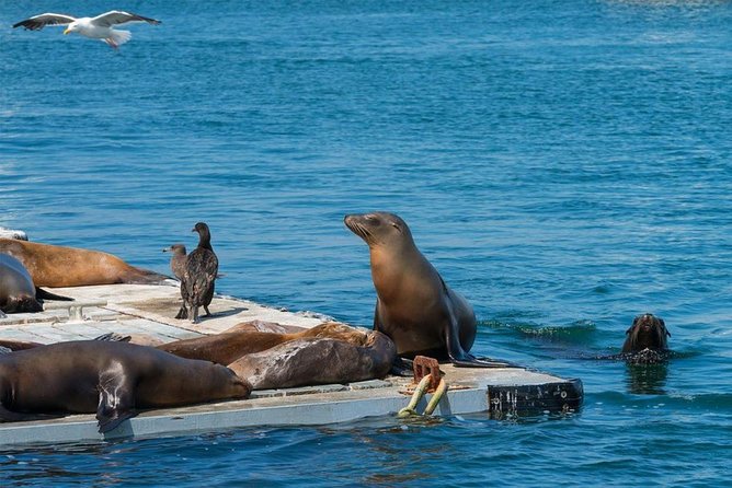 San Diego Shore Excursion: San Diego Seal Tour - Final Thoughts: Is the San Diego Seal Tour Worth It?