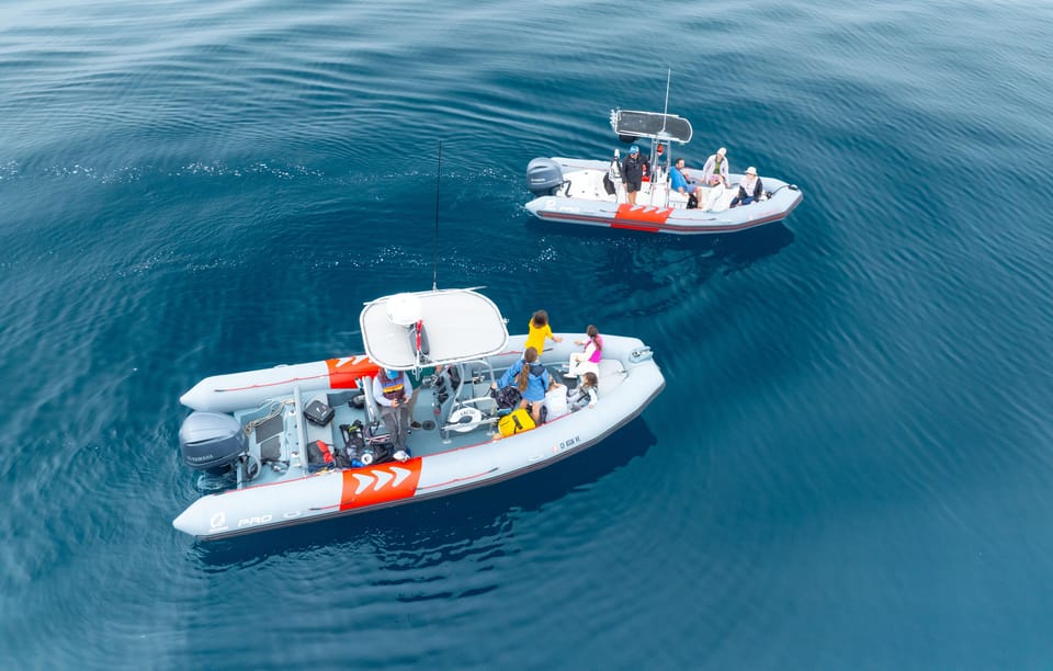 San Diego: Whale and Dolphin Watching Speedboat Tour