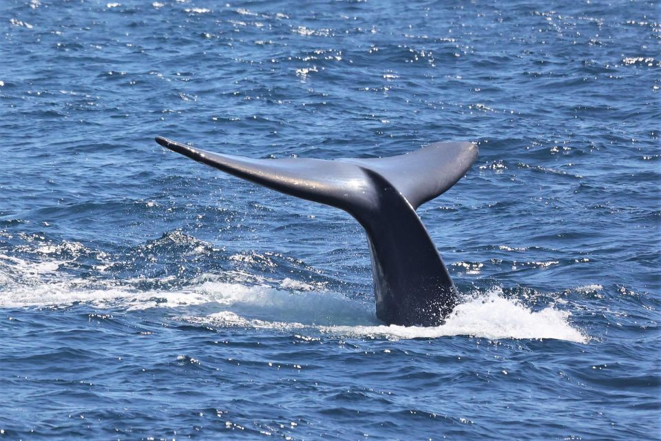 San Diego: Whale Watching Cruise - San Diego: Whale Watching Cruise — An Authentic Marine Adventure