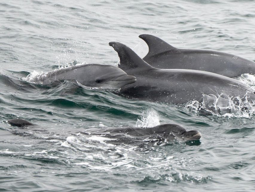 San Diego: Whale Watching Cruise - Key Points