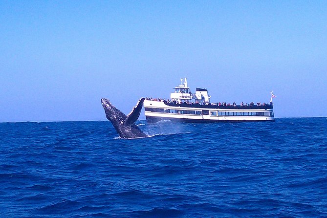 San Diego Whale Watching Cruise - San Diego Whale Watching Cruise: An Authentic Marine Adventure