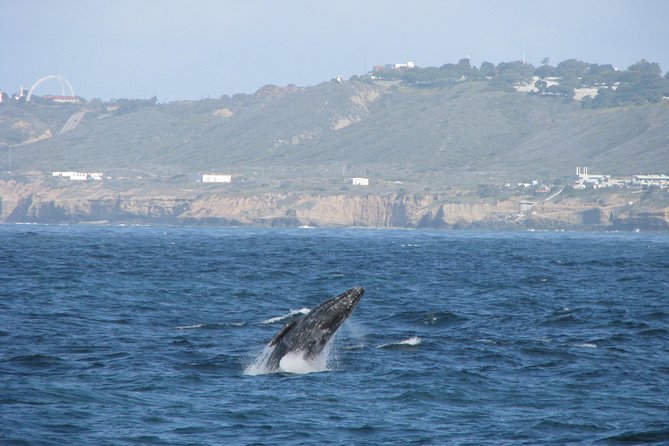 San Diego Whale Watching Cruise - Key Points