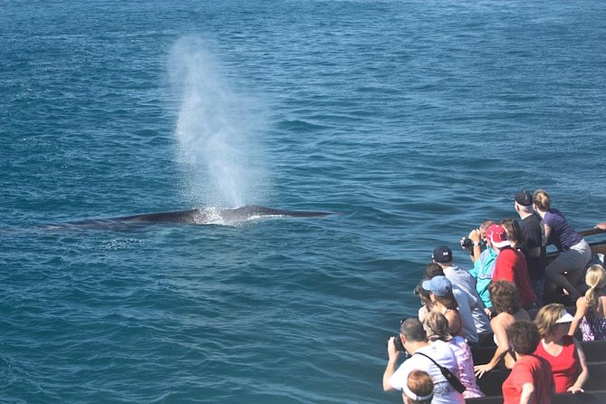 San Diego Whale Watching Cruise - The Itinerary: What You Can Expect