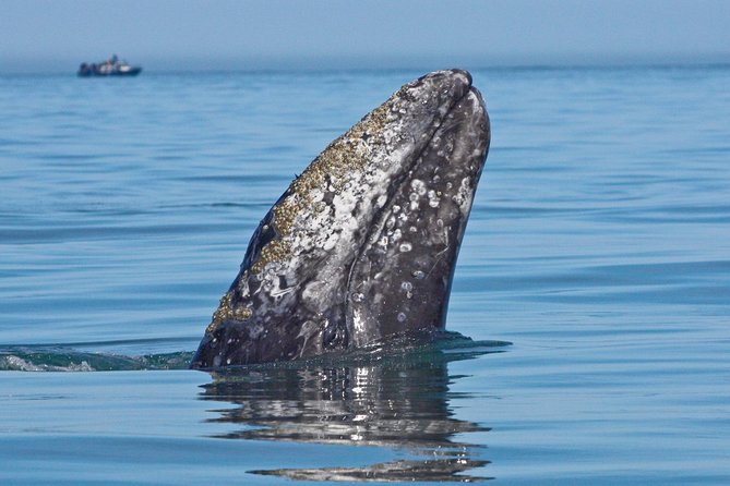 San Diego Whale Watching Cruise - What’s Included and What to Bring