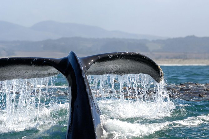 San Diego Whale Watching Cruise - FAQs